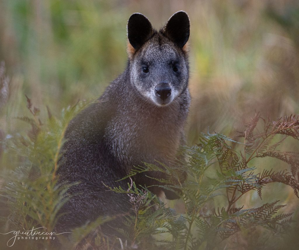 Swamp Wallabies Along The Great Ocean Road - Bimbi Park